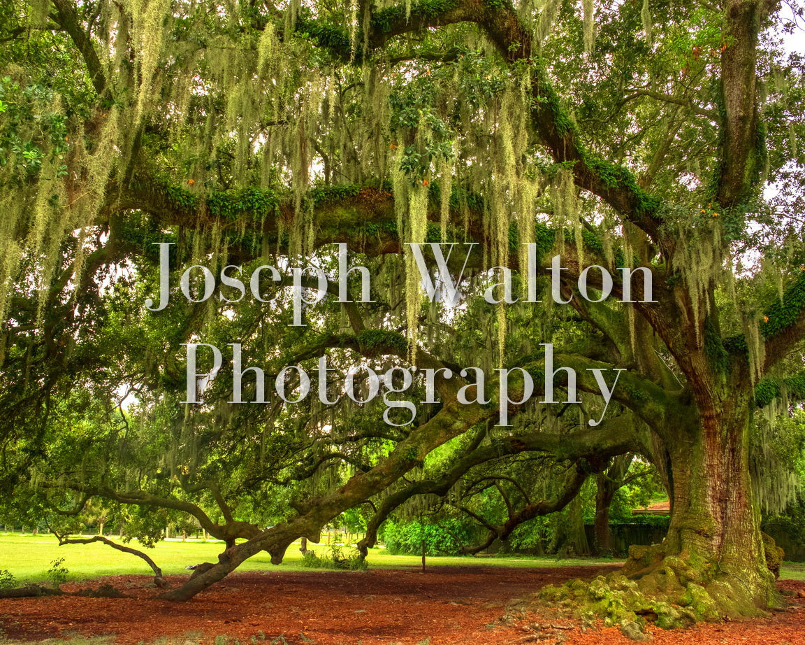 Tree Of Life, Audubon Park New Orleans, LA – Joseph Walton Photography